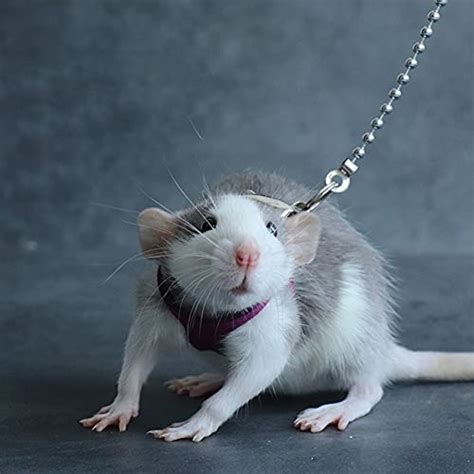 Rat Harness The 15 Best Products Compared Wild Explained