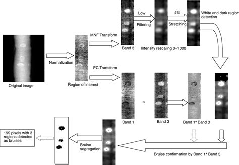 Figure 2 From Detection Of Bruises On Apples Using Near Infrared