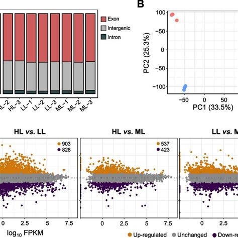 Effects Of Different Light Conditions On The Photosynthesis System Of Download Scientific