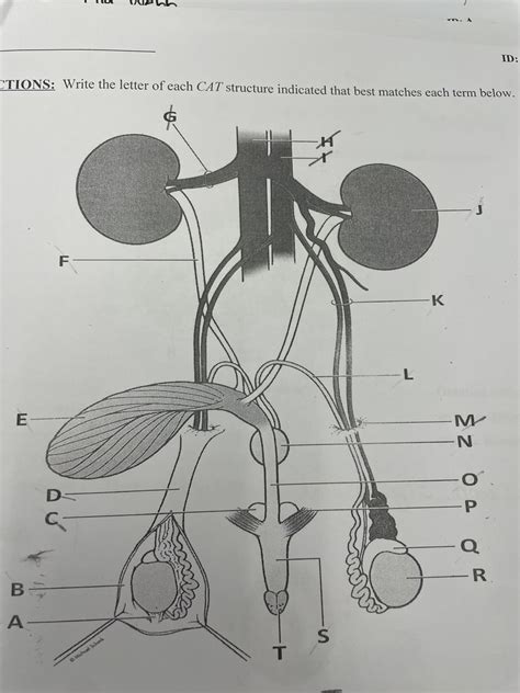 Diagram Of Theriogenology Cat Reproductive System Quizlet
