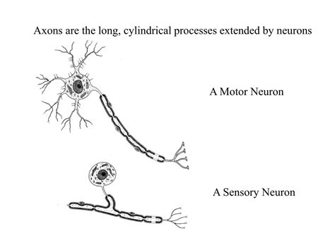 Ppt Action Potential Generation And Conduction In The Frog Sciatic