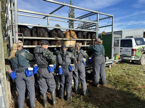 Tech Talk Teat Sealing Vetsouth