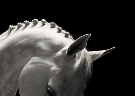 Tim Flach Photography Echo Fine Arts