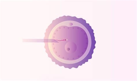 Ivf Frozen Embryo Transfer Timeline Process Pregnancy Test