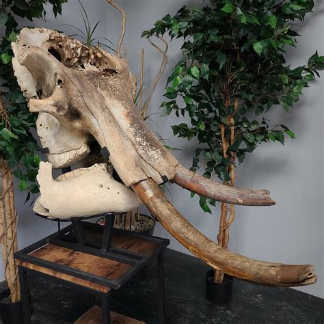 Woolly Mammoth Skull Skullstore Inc