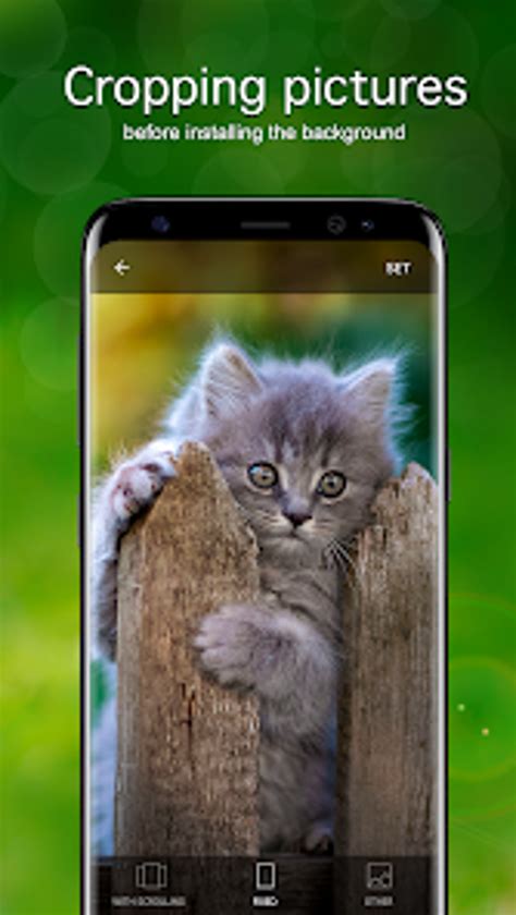 Kitten Wallpapers 4k For Android Download