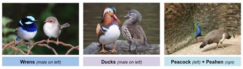 Sexual Selection Definition And Examples Biology Online Dictionary