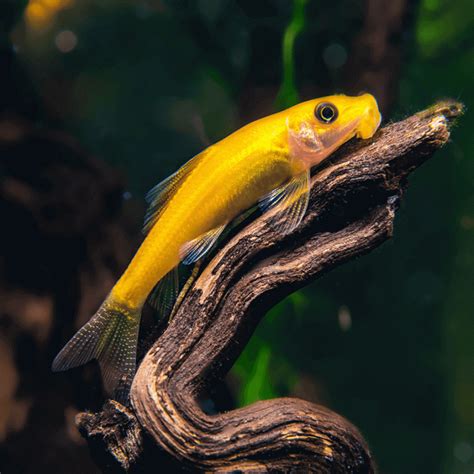 Golden Sucking Loach Chinese Algae Eater Gyrinocheilus Aymonieri