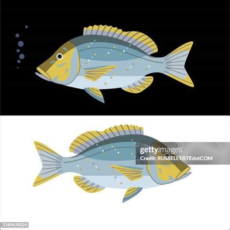 The Spangled Emperor High Res Vector Graphic Getty Images