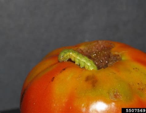 Corn Earworm Integrated Pest Management