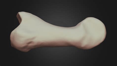 Ursus Americanus Left 4th Toe Middle Phalanx 3d Model By Lakehead