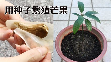 吃完的芒果核不要扔，2个步骤，教你种出一棵芒果树grow Mango From Seed Youtube Fruit The