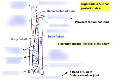 Diagram Of Radius And Ulna Posterior View Quizlet