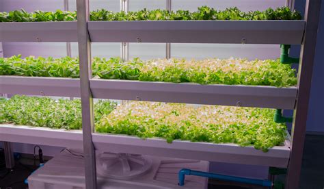 Hydroponic Nutrient Solution A Complete Beginners Guide