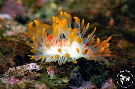 Limacia Cockerelli Macfarland 1905 Nudi Pixel