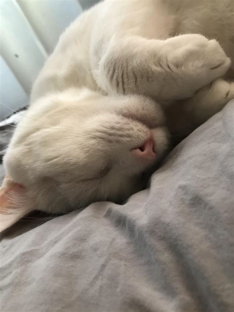 What A Cute Boi Scrolller