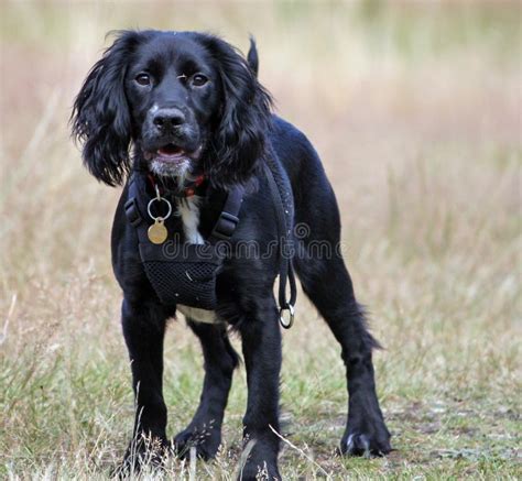 Working Cocker Spaniel Puppy Stock Image Image Of Outdoors Look 7860825