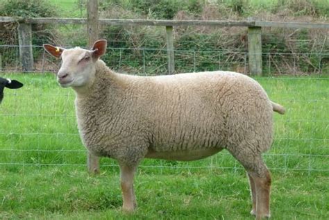 Difference Between Lamb And Sheep With Pictures VIVA DIFFERENCES
