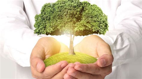 How Trees Prevent Air Pollution At Lauren Beeston Blog