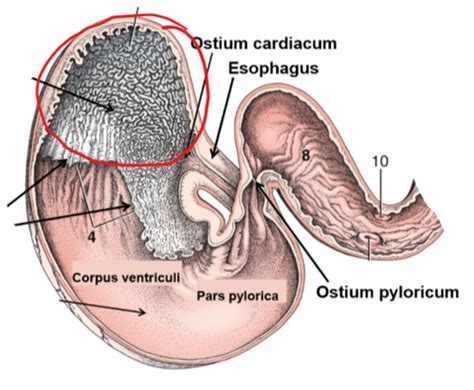 Artspecifika Avvikelser Ventriculus Flashcards Quizlet