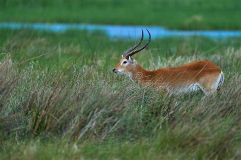 Lechwe In The Grass Okavango Delta In Botswana Africa Wildlife