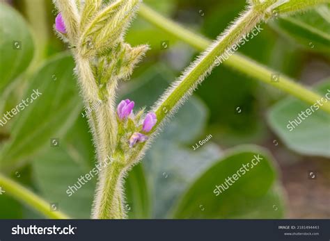 Soybean Plant Flower Pod Pollination Plant Foto Stock 2181494443