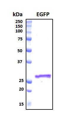 Recombinant Enhanced Green Fluorescent Protein Egfp Biotinylated