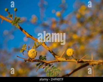 Senegalia Senegal Also Known As Acacia Senegal Is A Small Thorny
