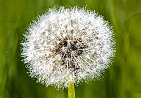 12 Herbs For Bladder And Urinary Health