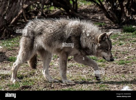 Grey Wolf Body