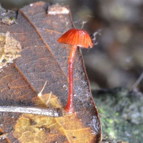 홍옥애주름버섯