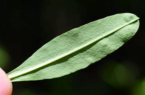 Hypericum Lobocarpum Page