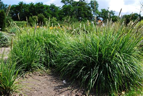 Autumn Moor Grass Sesleria Autumnalis Walnut Lane Gardens