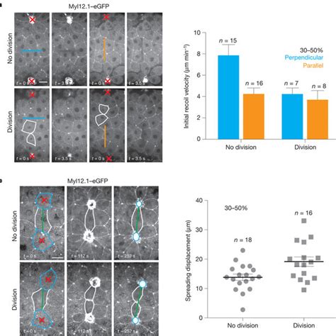 Oriented Cell Divisions And Evl Epiboly Progression A Illustration
