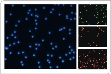 Pittcon 2015 The Microscopic View American Laboratory