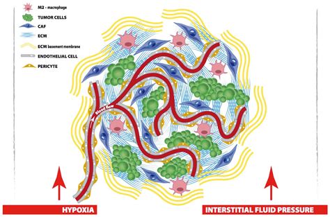 Tumor Microenvironment