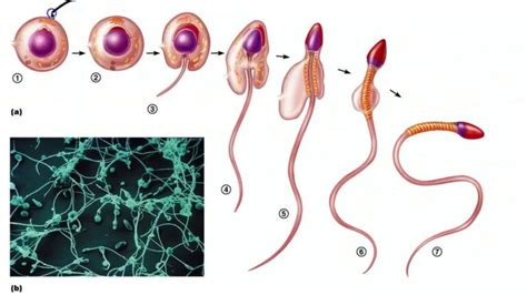 La Dentadura Humana Anatomía Y Funciones Principales