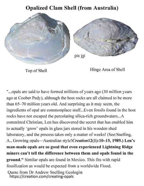 Evidence For Rapid Complete Or Partial Fossilization Defending The