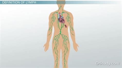 Lymph Definition Composition And Formation Lesson