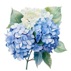 19 Hydrangea Bouquet Clipart Blue Hortensia High Quality S