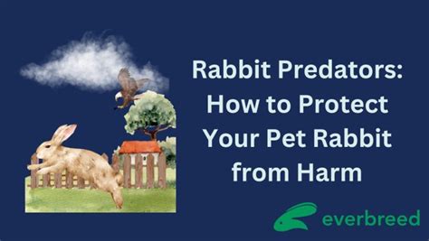 How To Tell Rabbit Gender Easy Guide Everbreed