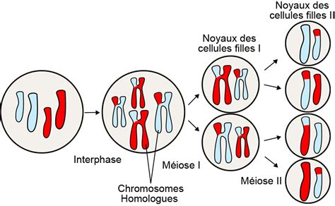 Comparaison Entre Une Division Cellulaire Dune Cellule Quelconque Et Une Cellule Reproductrice