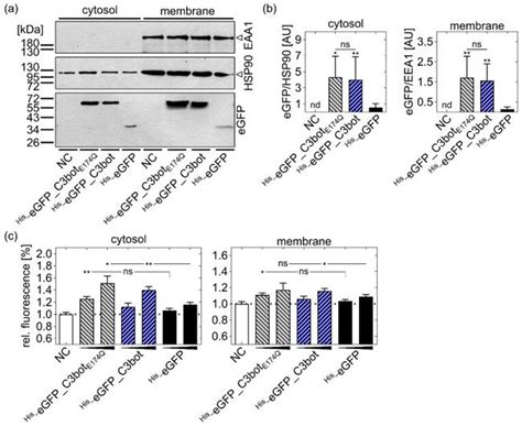 Eea1 Polyclonal Antibody Pa1 063a