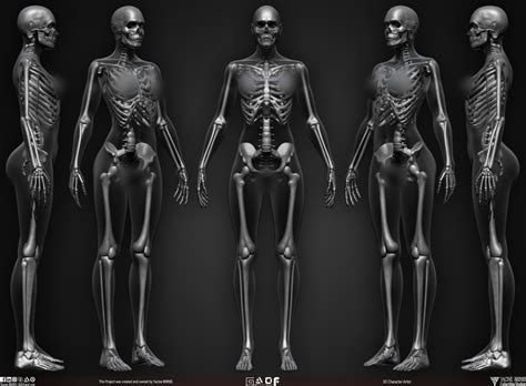 Human Skeleton Female
