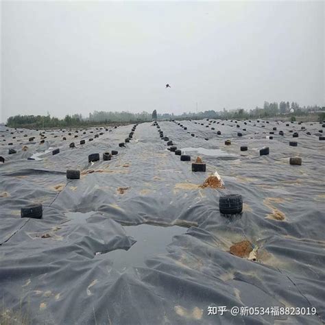黑色05mm厚pe土工膜 填埋场垃圾临时覆盖铺设 知乎