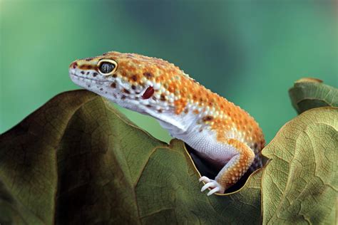 Do Leopard Geckos Live In Colonies In The Wild At Shanna Ornelas Blog