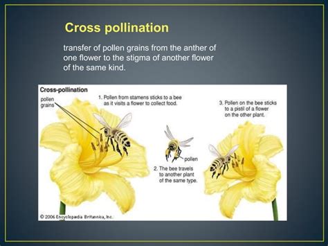 Seed Propagation Agribotany Pptx Gardening Home And Garden Seed Propagation Agribotany Pptx Gardening Home And Garden