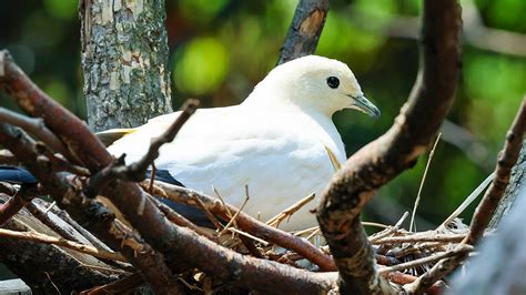 Jerusalem Passover 1948 Read Messiah Online Ffoz