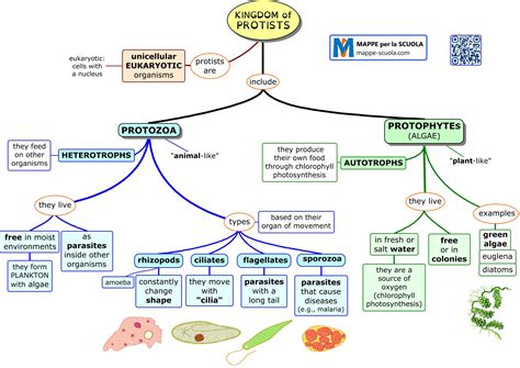 Mappe Per La Scuola Kingdom Of Protists