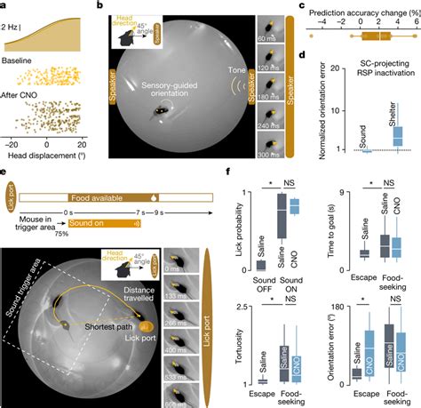 Orientation And Navigation Errors After Rsp Sc Inactivation Are